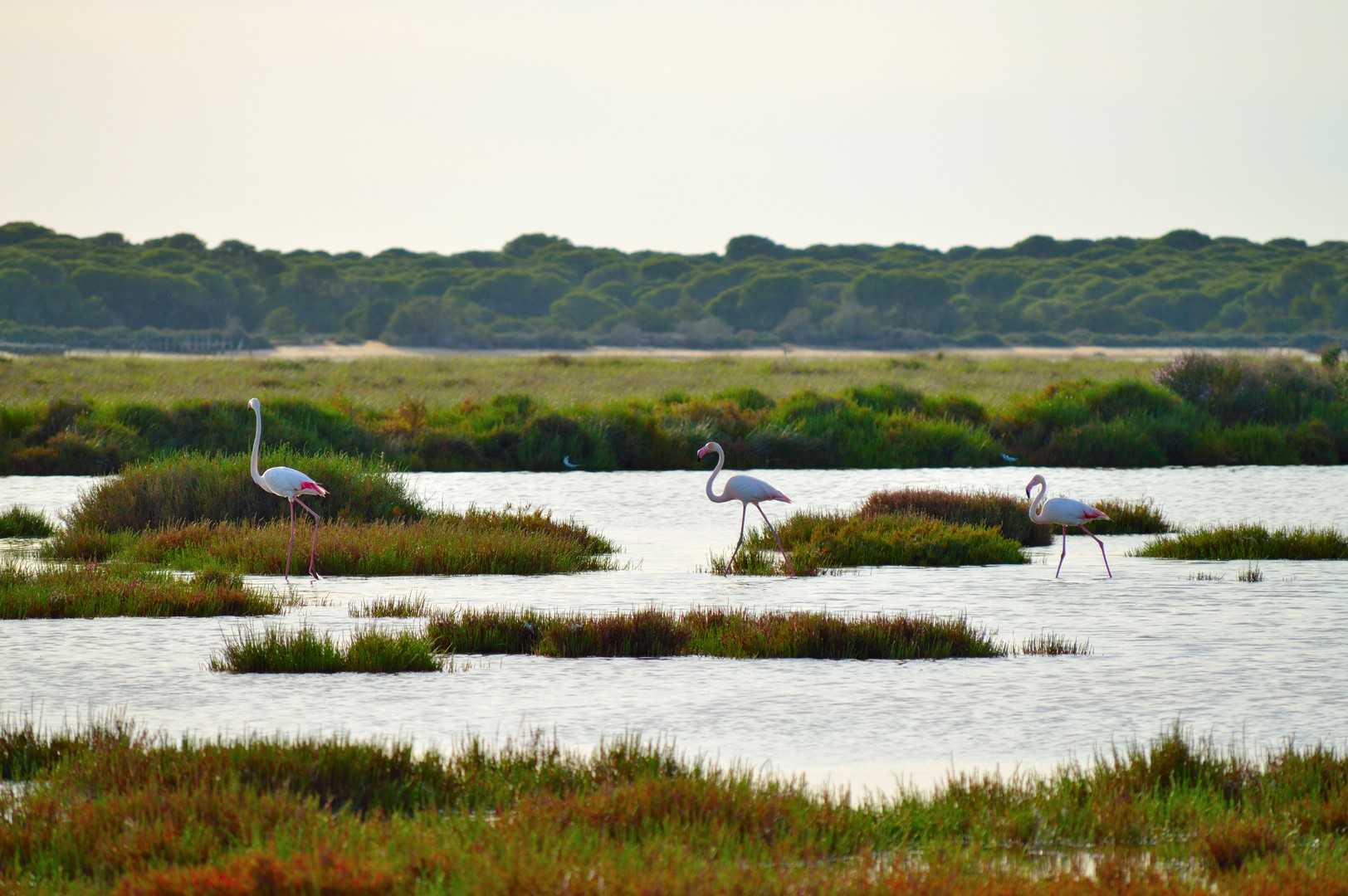 El alarmante deterioro de Doñana pone en riesgo a las aves